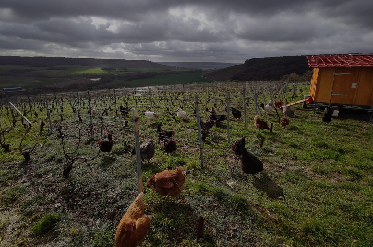 Best Champagne houses to visit and how to contact them – Decanter