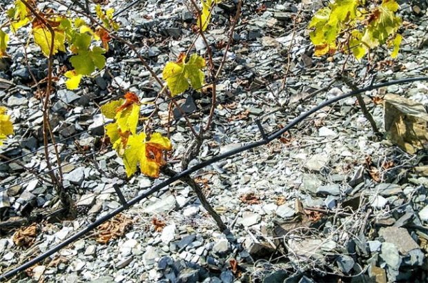 Priorat white wines: The future? - Andrew Jefford - Decanter