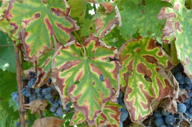 Jefford on Monday: Grapevine trunk disease - the 'next phylloxera ...
