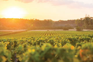 Frédéric Engerer - Decanter interview - Decanter