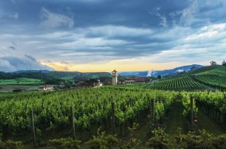 Here are 15 Brazilian wines worth seeking out - Decanter