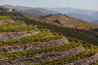 Busting wine terroir myths: The science of soil and taste - Decanter