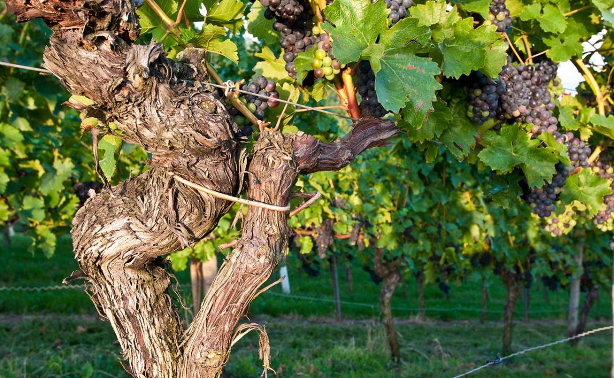 Older vines, better wines? - Decanter
