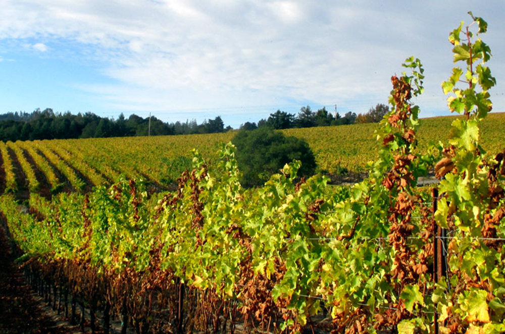 Louis Roederer acquires Sonoma winery Merry Edwards - Decanter