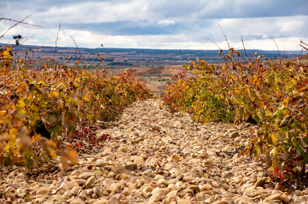 Discover Toro wines - Decanter