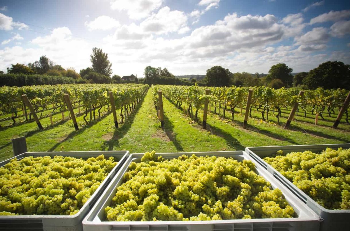 Expect more UK wine as vineyard planting jumps - Decanter