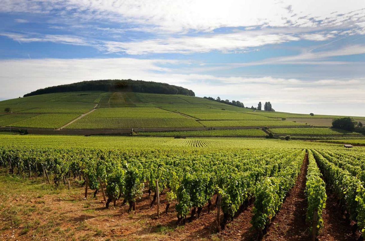 French vineyard prices rise again for top plots in 2018 - Decanter
