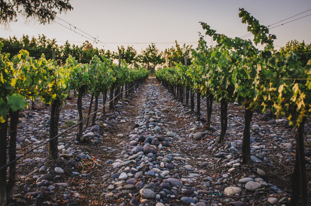 Five unique wines that winemakers like to drink - Decanter