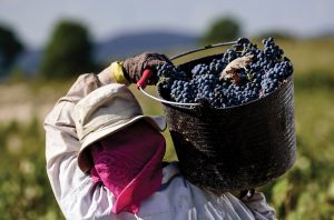 Jumilla: Everything you always wanted to know - Decanter