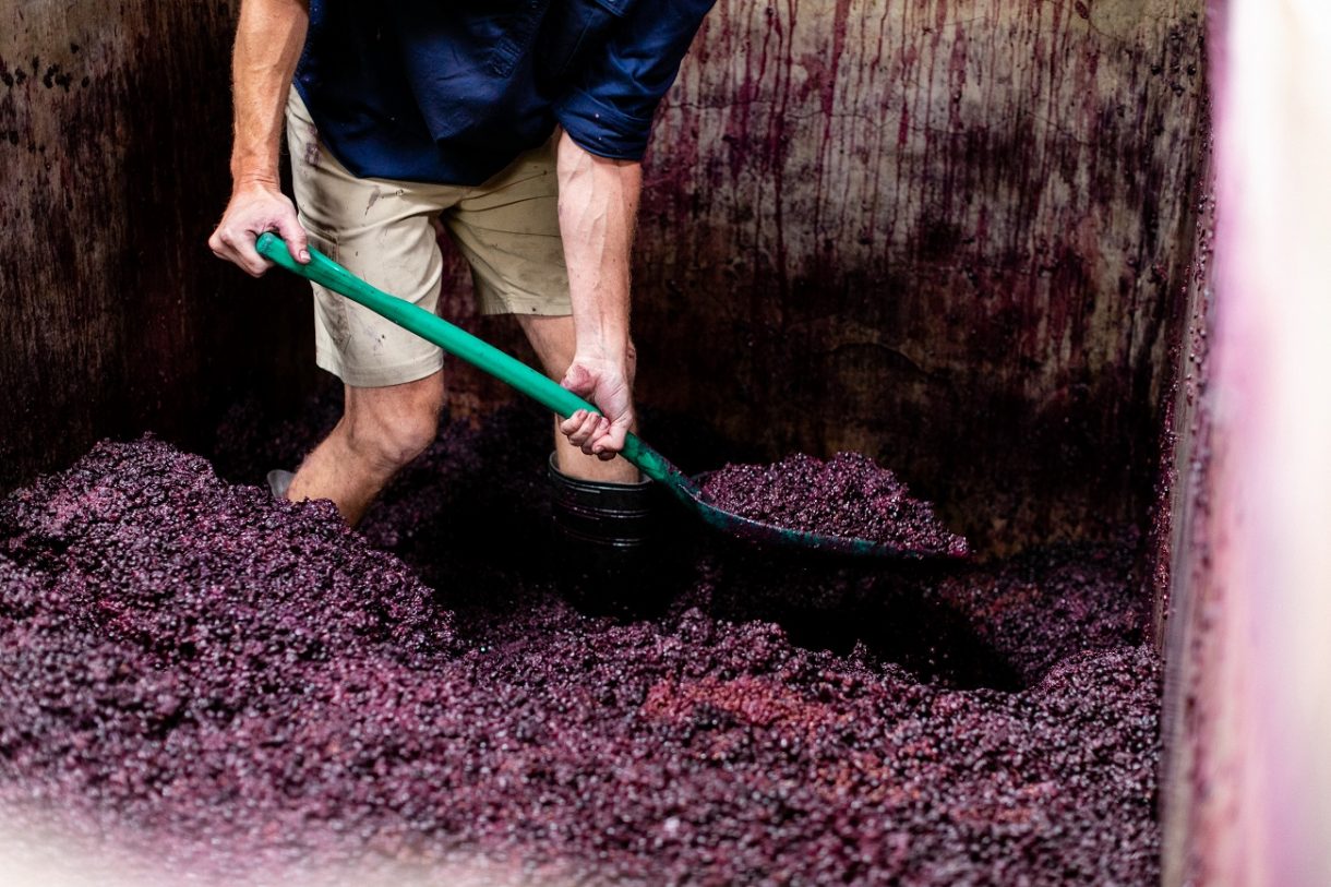 Shiraz: The story of an Australian legend - Decanter