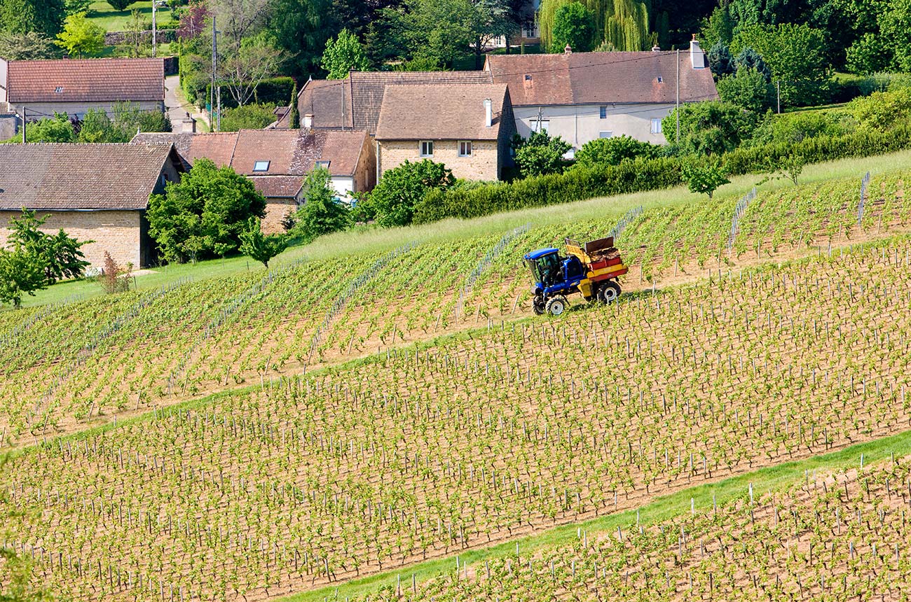 Cote Chalonnaise Getting Better - Decanter