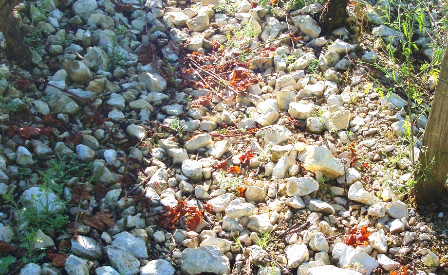 Minerality in Wine - Are scientists any closer in understanding it?