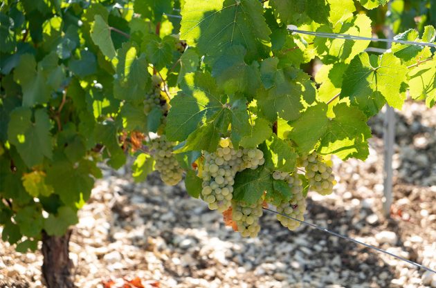 Minerality-wine - Decanter