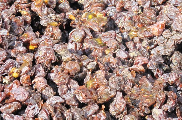 Tokaji sweetness: What is Aszú and why is it special? - Decanter