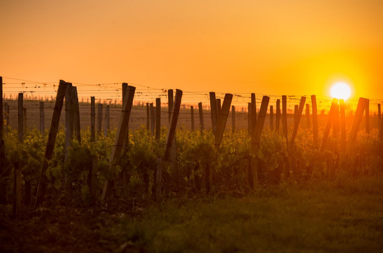 Rising stars: 20 to watch on the Right Bank - Decanter