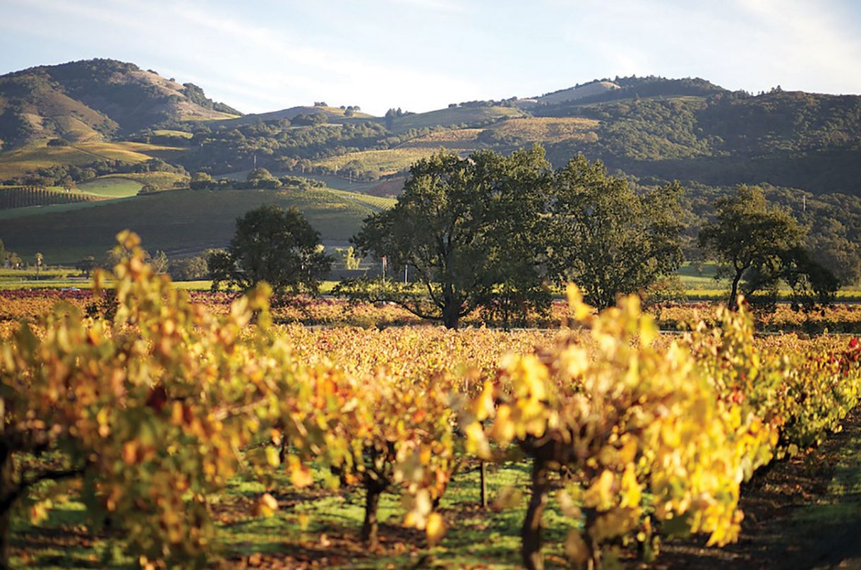 California Zinfandel producers: The names to know - Decanter