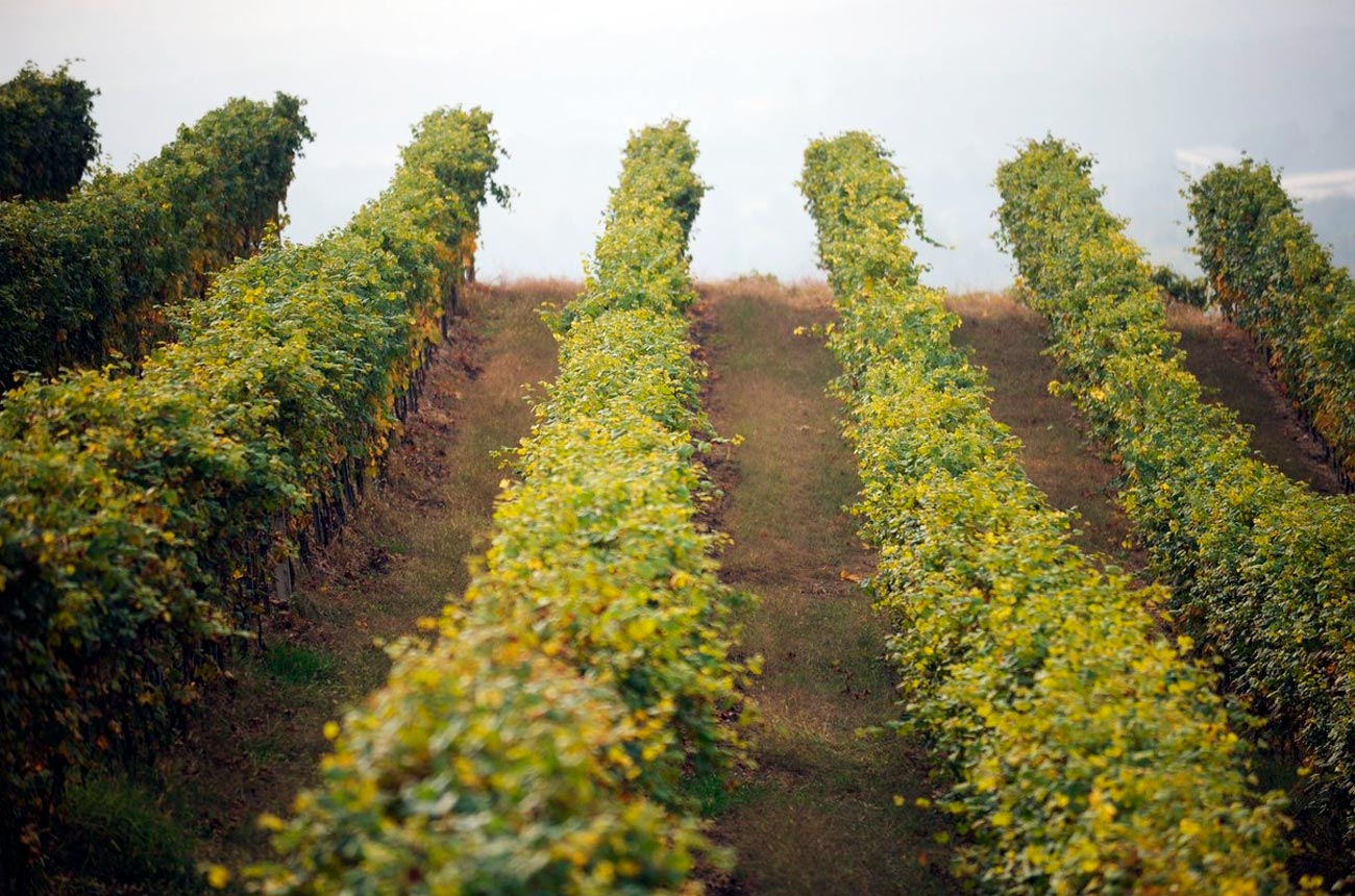 Alto Piemonte latest releases: 12 top picks - Decanter