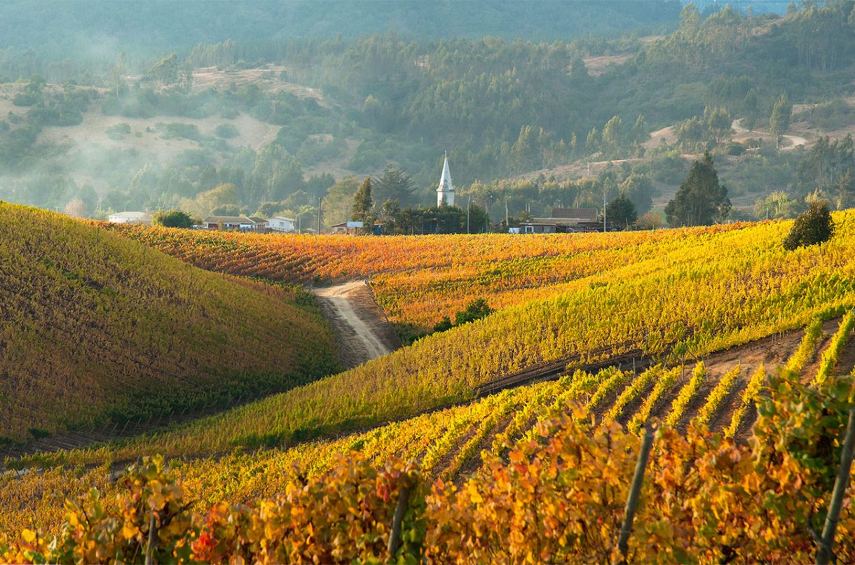 Chile: Extreme viticulture - Decanter