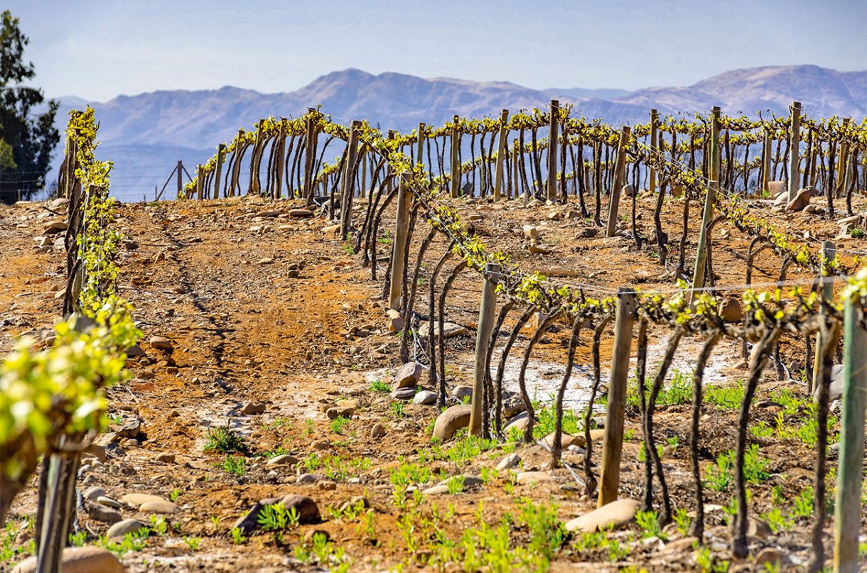 Chile: Extreme viticulture - Decanter