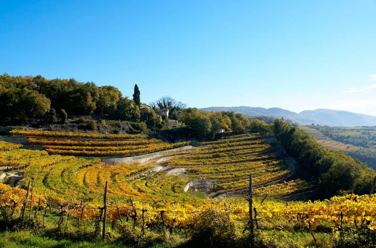 Amarone 2016: A first look - Decanter