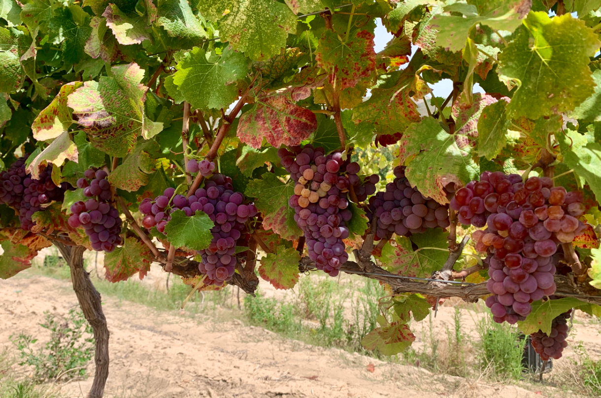 Semillon Gris: South Africa's old-vine oddity - Decanter