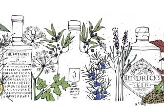 Gin botanicals explained - plus ten exciting gins to try - Decanter