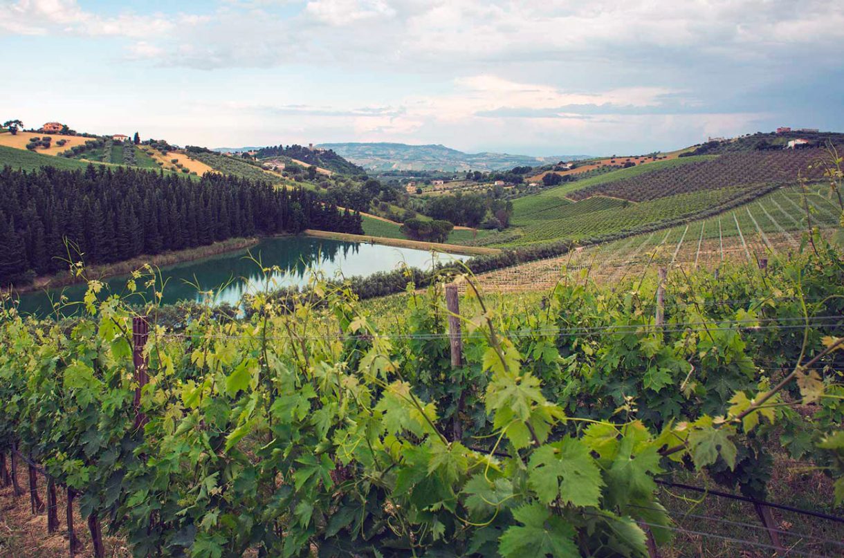 Abruzzo Wine Region - Decanter