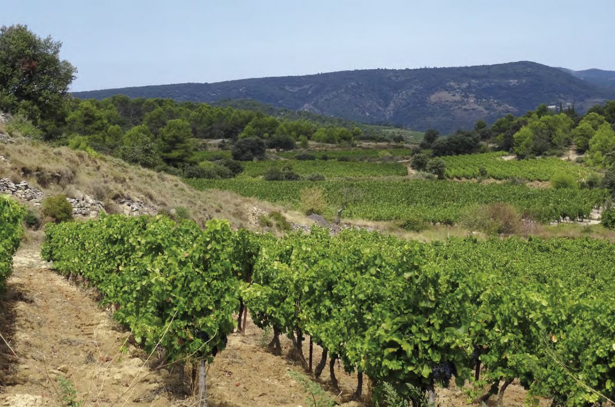 Languedoc gems: 24 Minervois-La Livinière wines tasted - Decanter