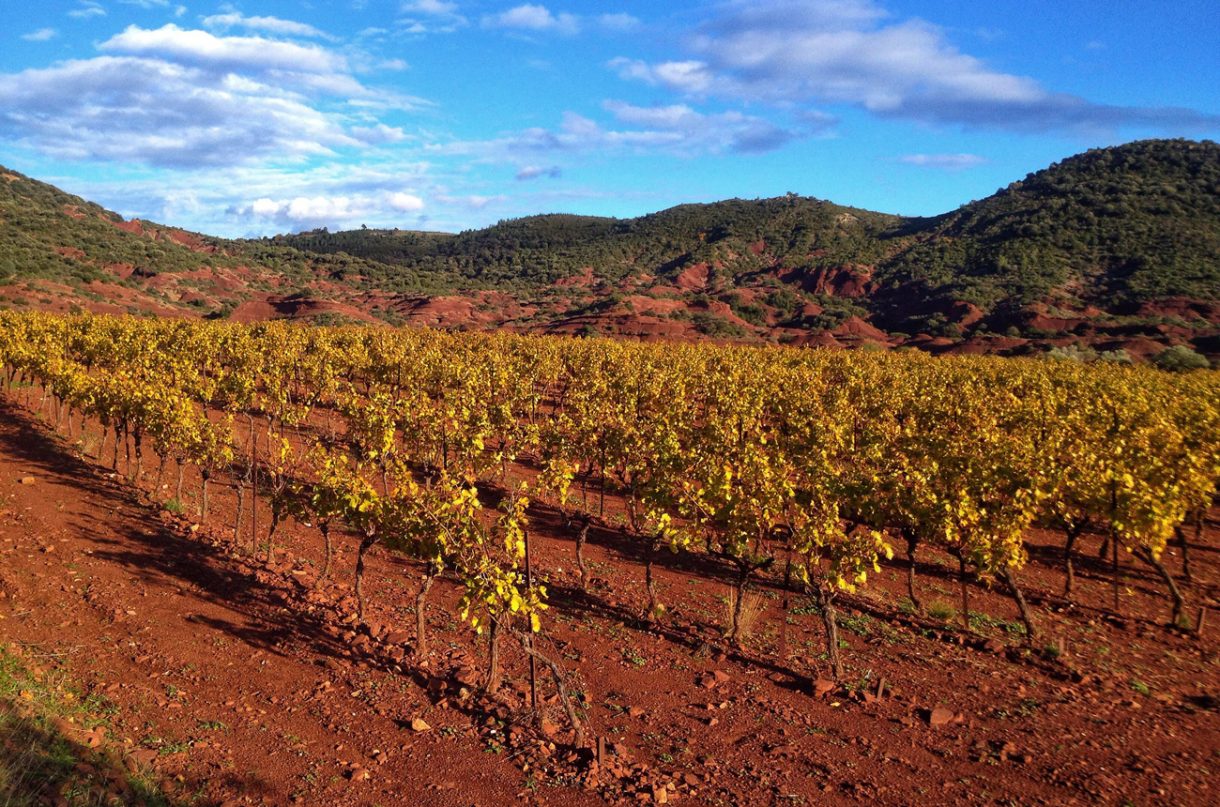 Regional profile: Terrasses du Larzac plus 67 wines tasted - Decanter