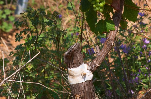 What is grafting, and why is it important in the vineyard? - Decanter