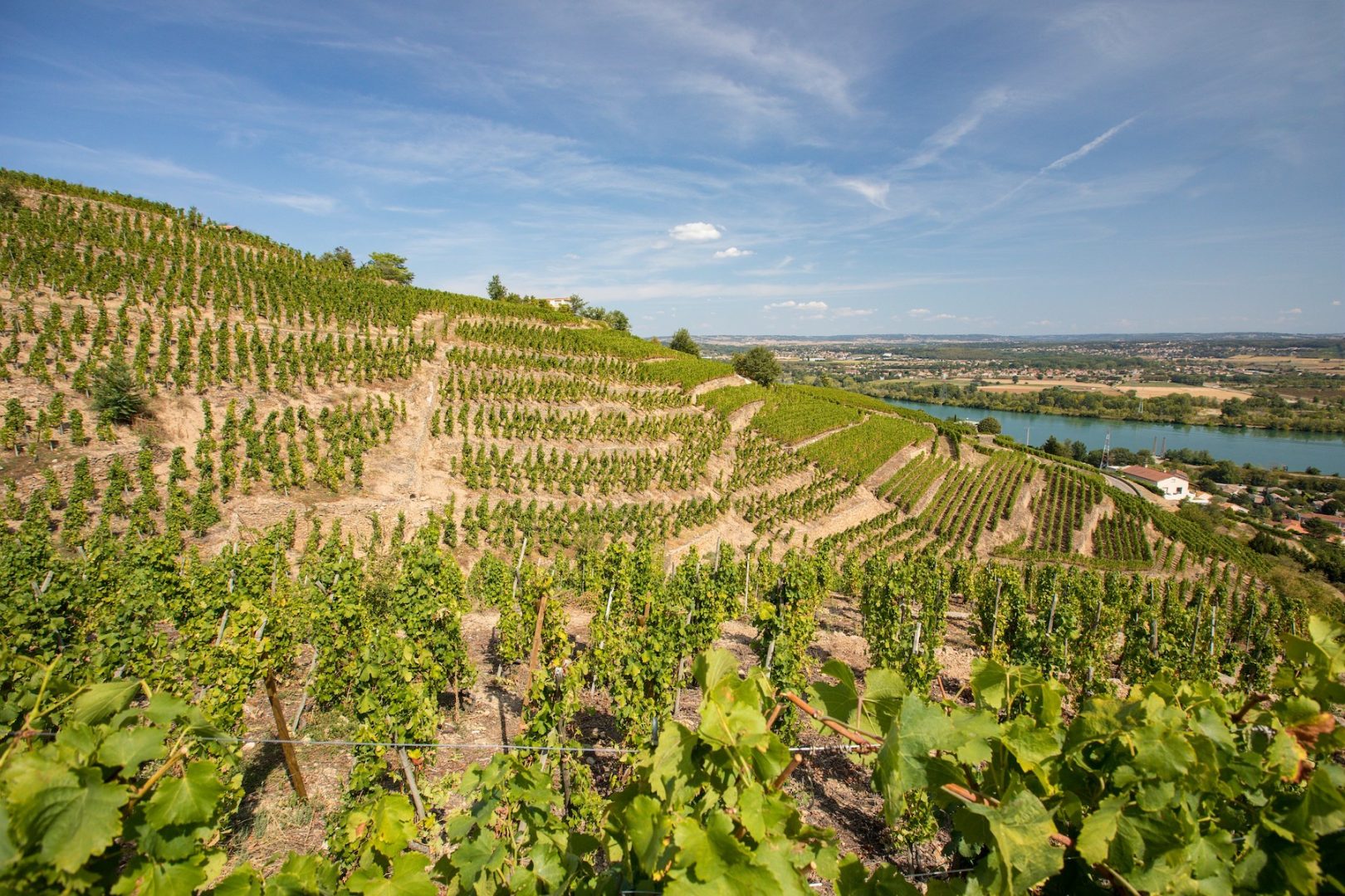 Côte-Rôtie 2019: Report and top scoring wines - Decanter