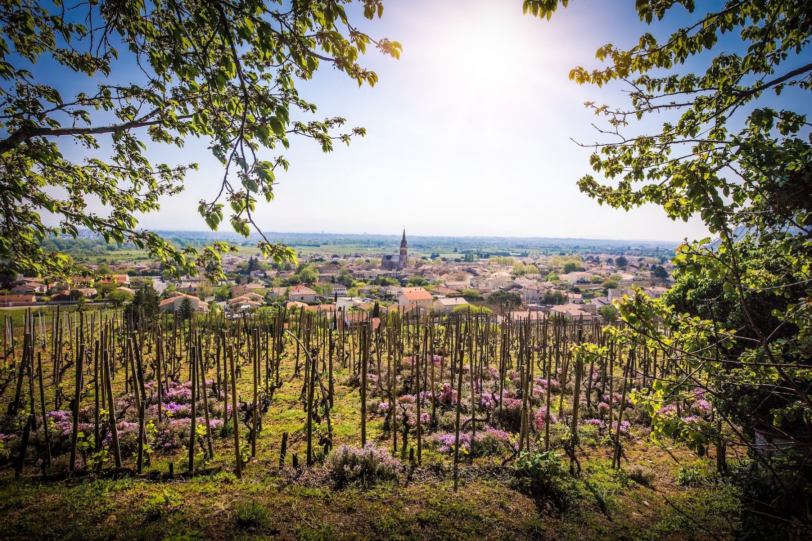 Cornas 2019: Report and top scoring wines - Decanter