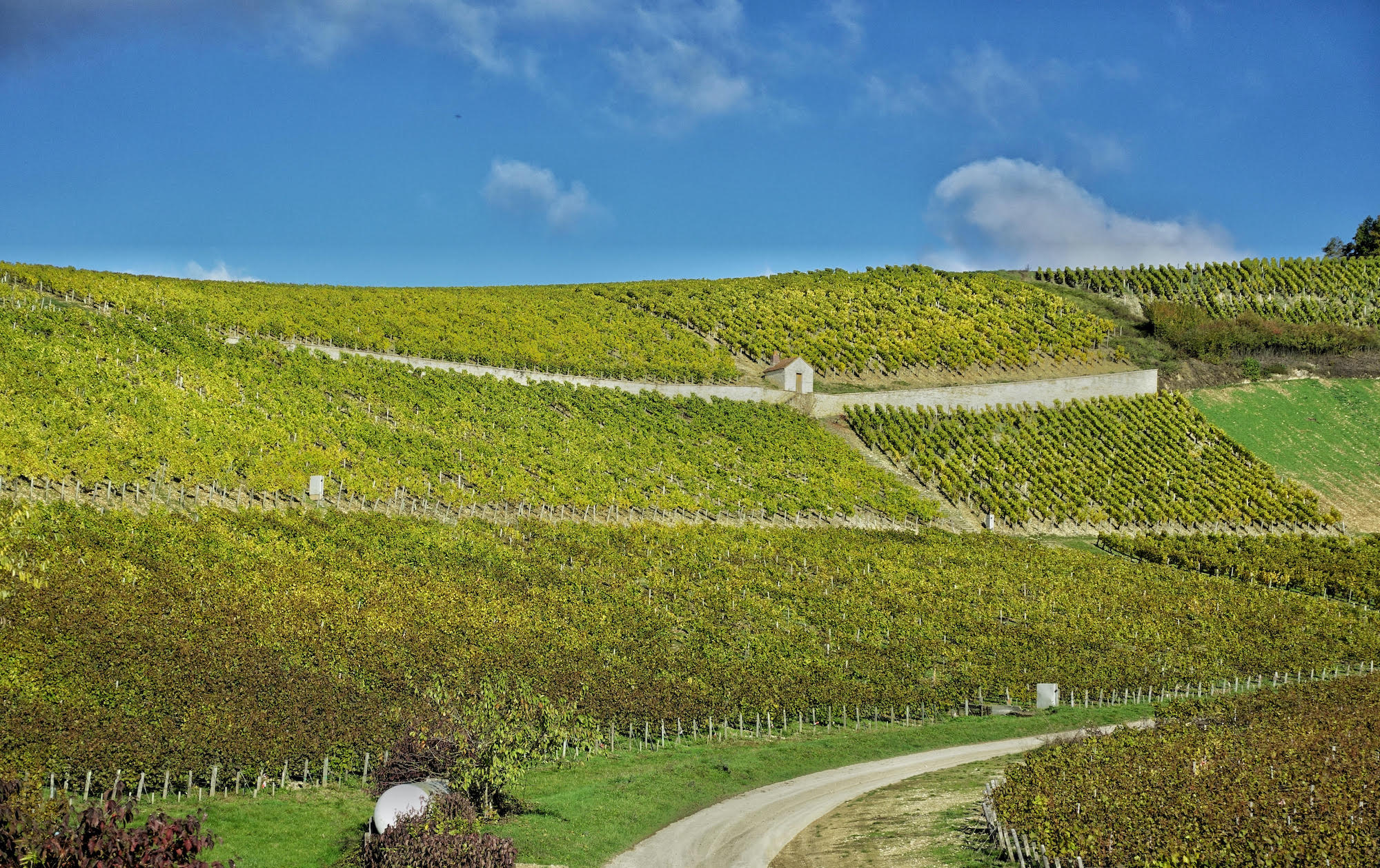 Chablis 2019: Full vintage report and top-scoring wines - Decanter