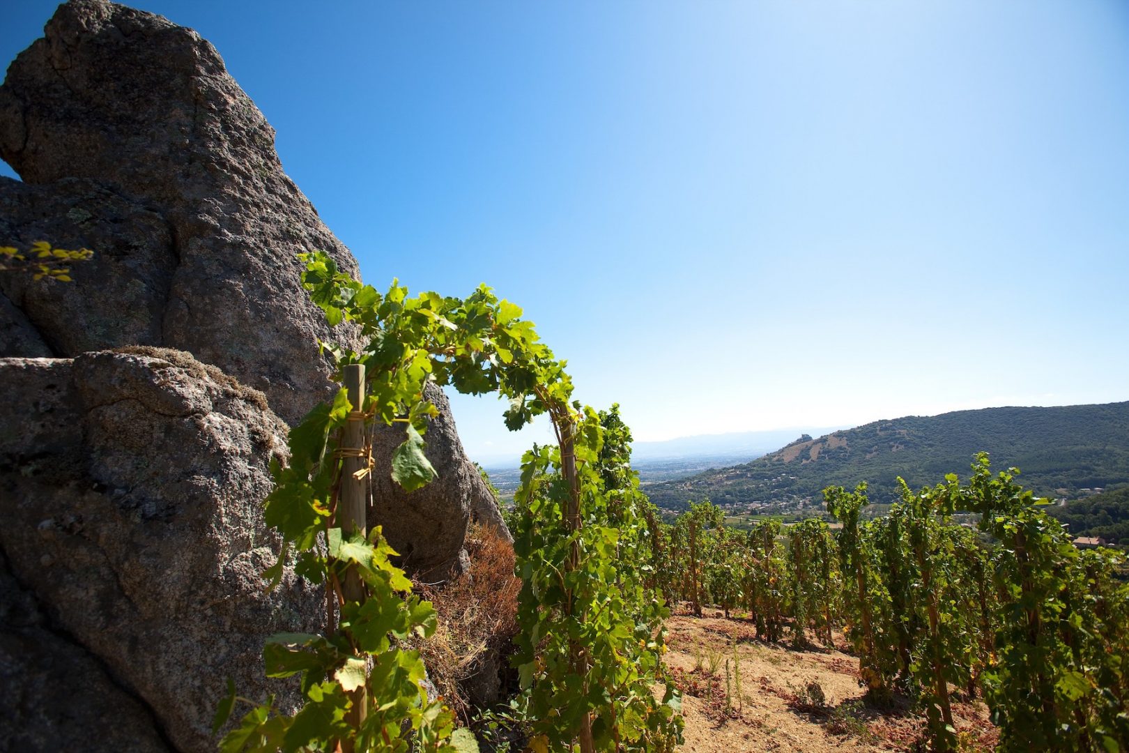 Saint-Péray 2019: Report and top scoring wines - Decanter