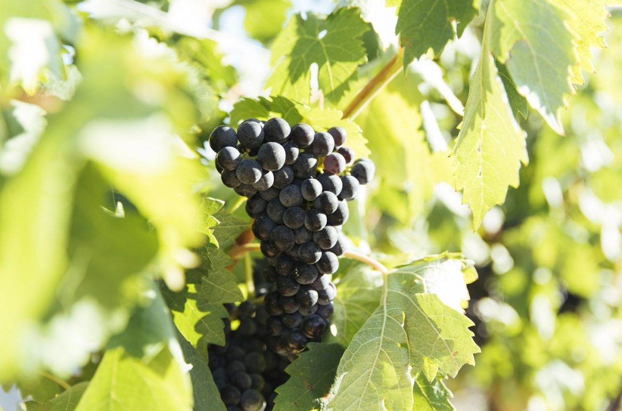 Top DWWA Tempranillo wines - Decanter