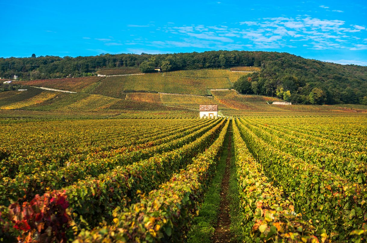 Burgundy 2019 en primeur: Full report plus top-scoring wines - Decanter