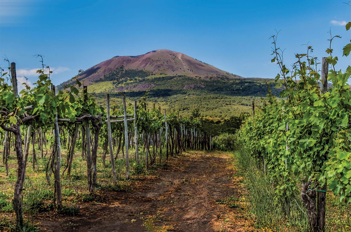 Southern Italy: The 12 native grapes to know about - Decanter
