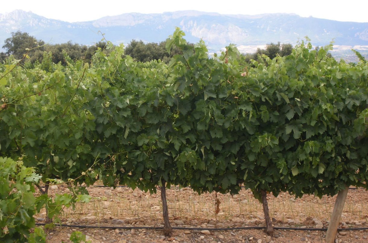 10 great Rioja crianza wines to try - Decanter