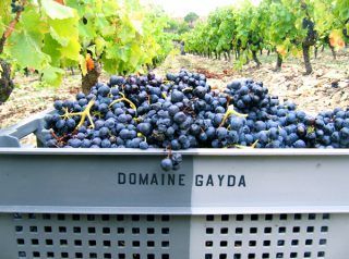 Domaine Gayda: Behind the labels plus 10 wines tasted - Decanter