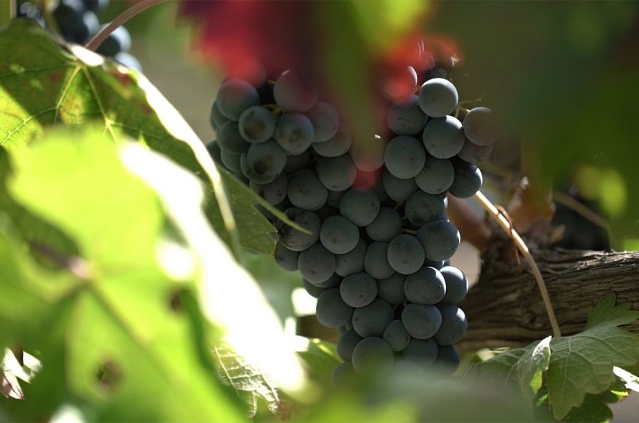 Protos: a true Spanish pioneer - Decanter