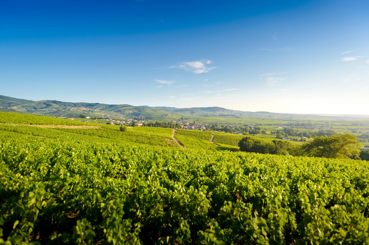 Beaujolais vintage guide: top-scoring Morgon 2018 wines - Decanter