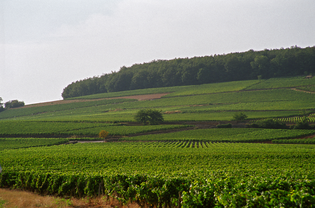 Corton: A complete guide by a Burgundy wine expert - Decanter