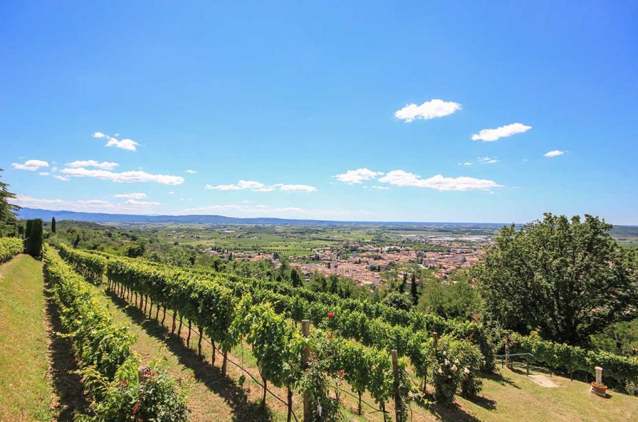 Property: Boutique Italian vineyard in the hills of Friuli - Decanter