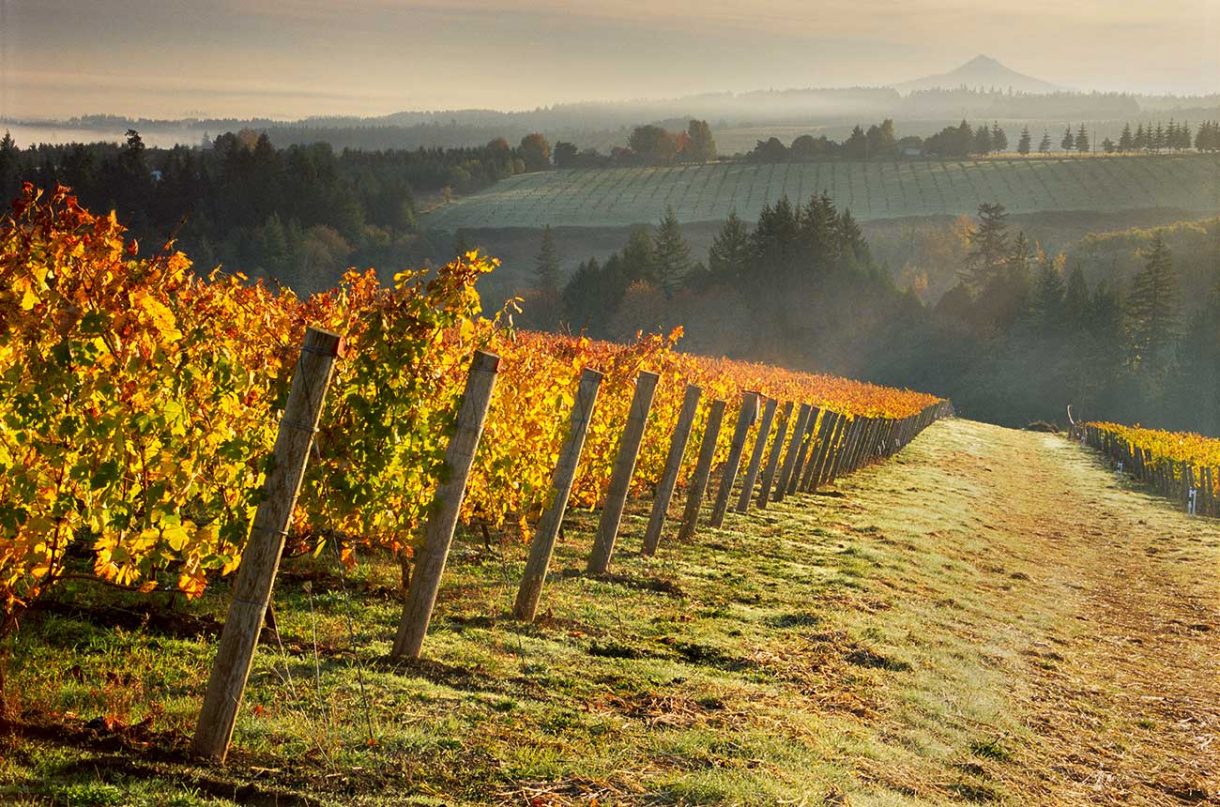 Bollinger family to buy Oregon winery Ponzi - Decanter