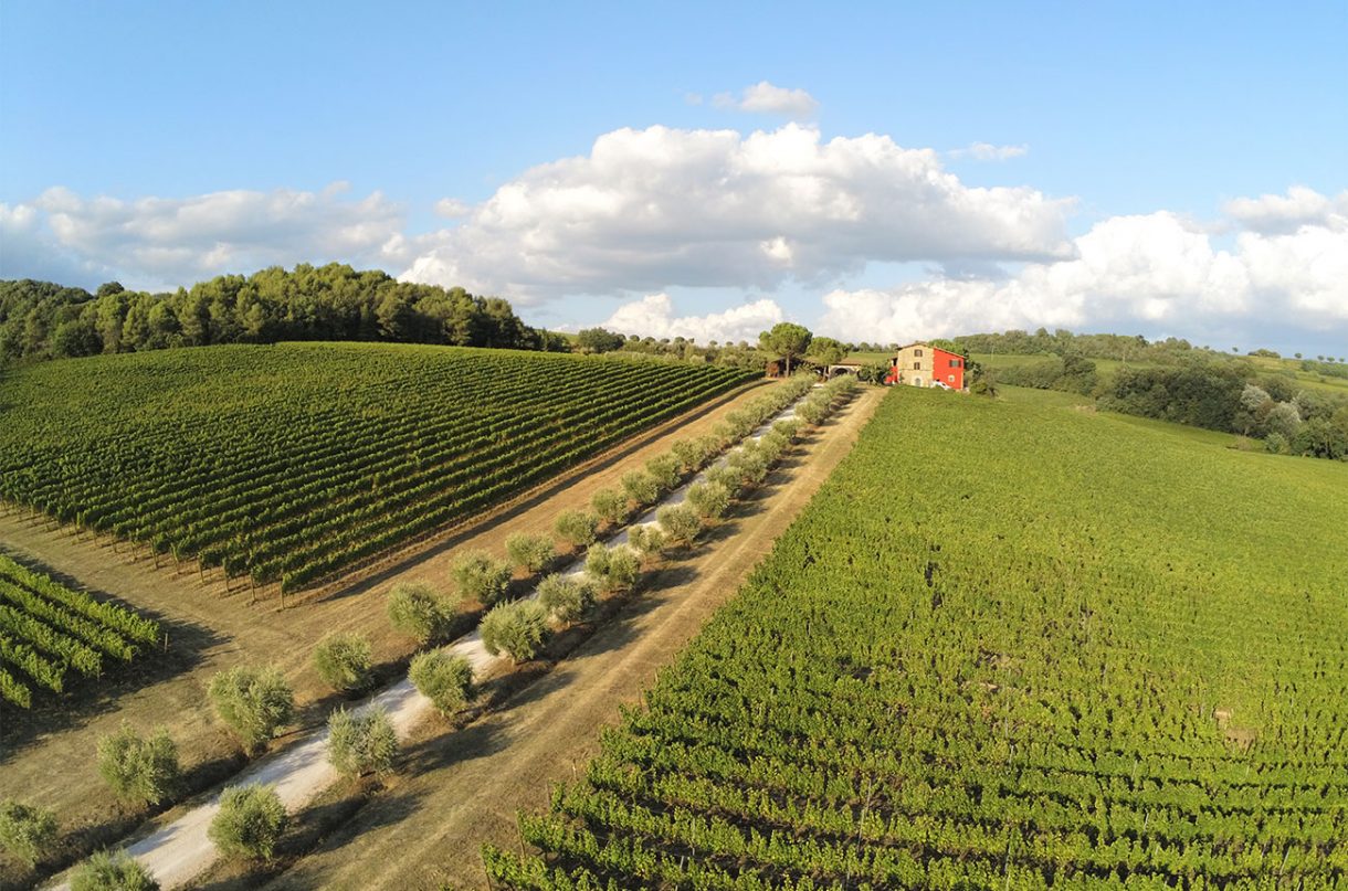 Terre Margaritelli - A connection between Wood and Wine - Decanter