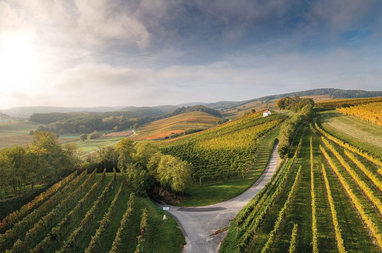 Greener and greener, Austrian wine! - Decanter