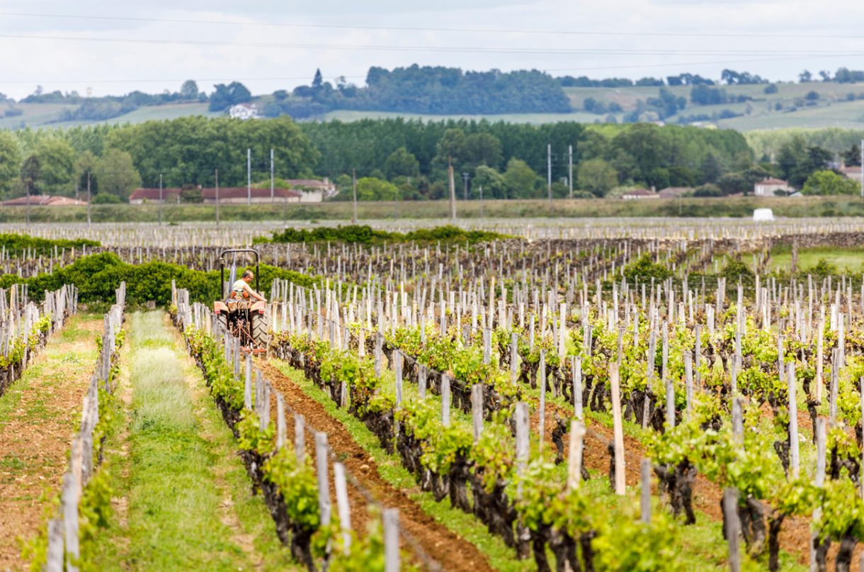 Sauternes and Barsac