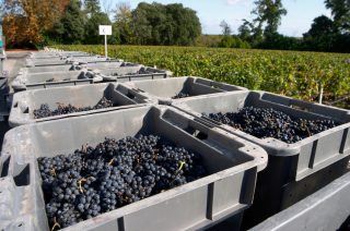 Best St-Estephe 2022 wines tasted en primeur - Decanter