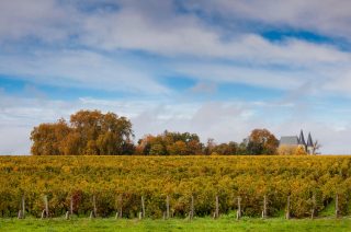 Best St-Julien 2020 wines tasted en primeur - Decanter