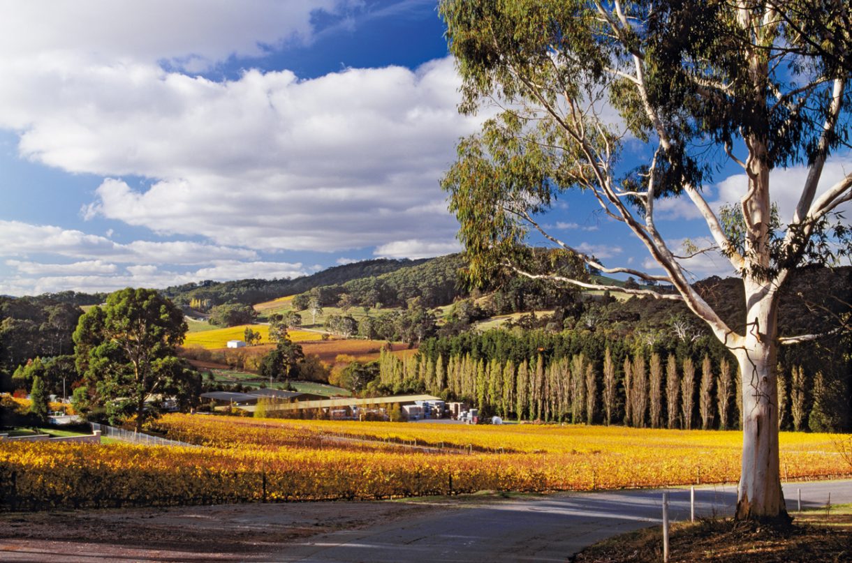 Adelaide Hills: regional overview and top-scoring wines - Decanter